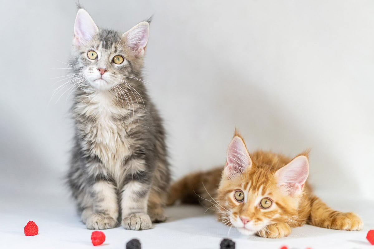 Here’s what nobody tells you before choosing between a Norwegian forest ...