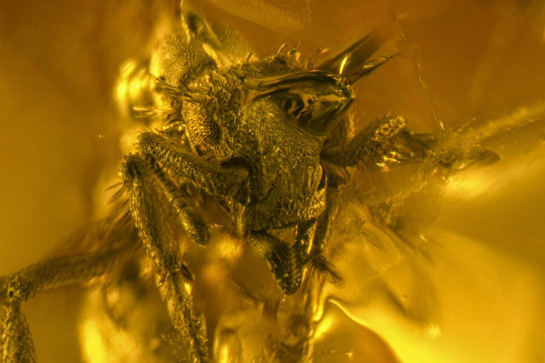 First Caribbean 'dirt ant' found in 16-million-year-old amber