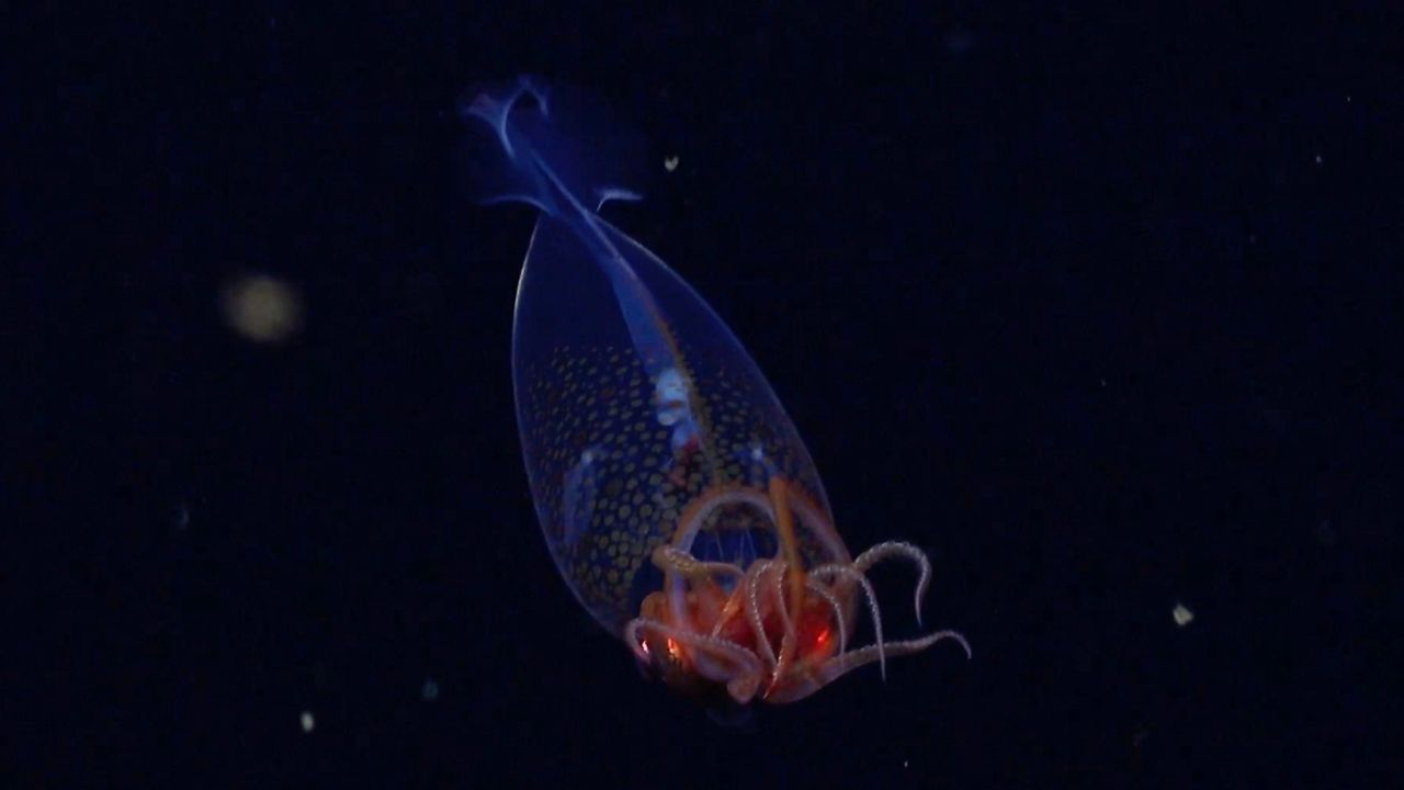 Lula-colossal é filmada viva pela primeira vez no Oceano Antártico