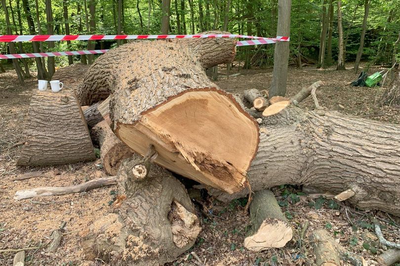 Council leader 'outraged' as Toby Carvery fells 400-year-old oak tree ...