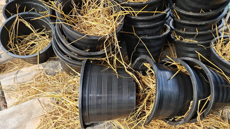 Attract More Bugs To Your Yard With The Help Of A Plastic Nursery Pot