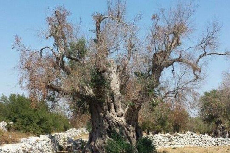 Xylella, il batterio killer si allarga e esce dai confini di Bari ...
