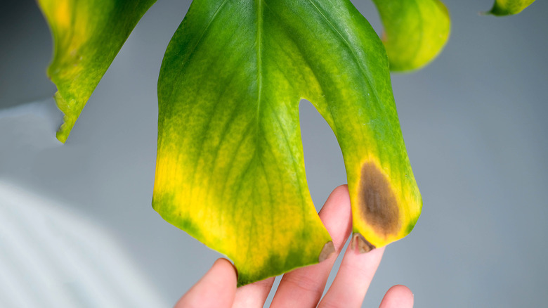 What it really means when your plant leaves start turning yellow