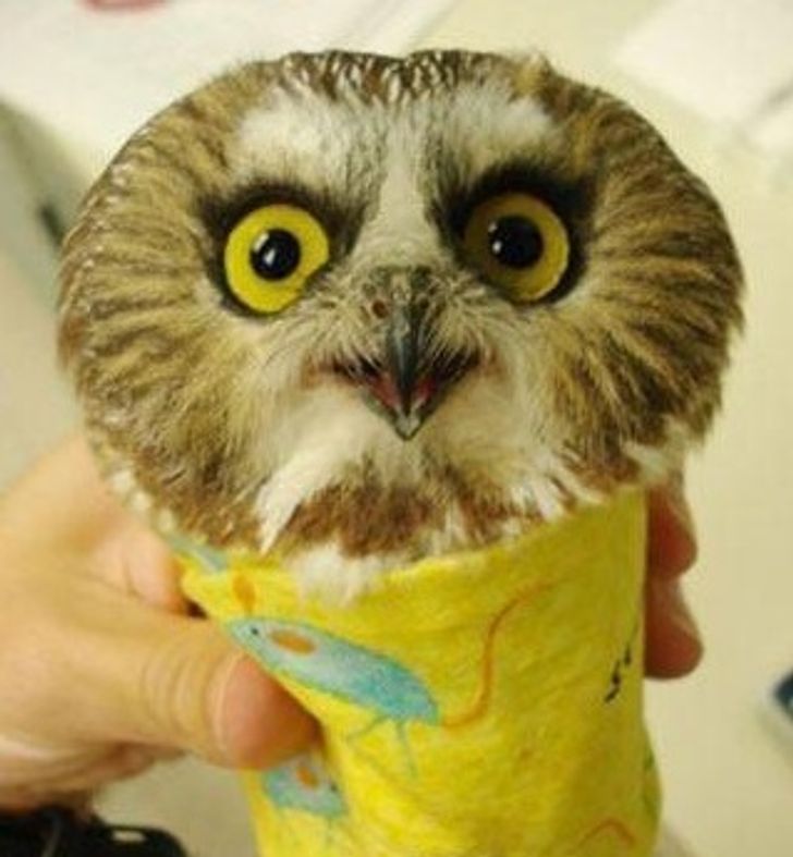 Fun Photos of Various Aspects of Our Wild World