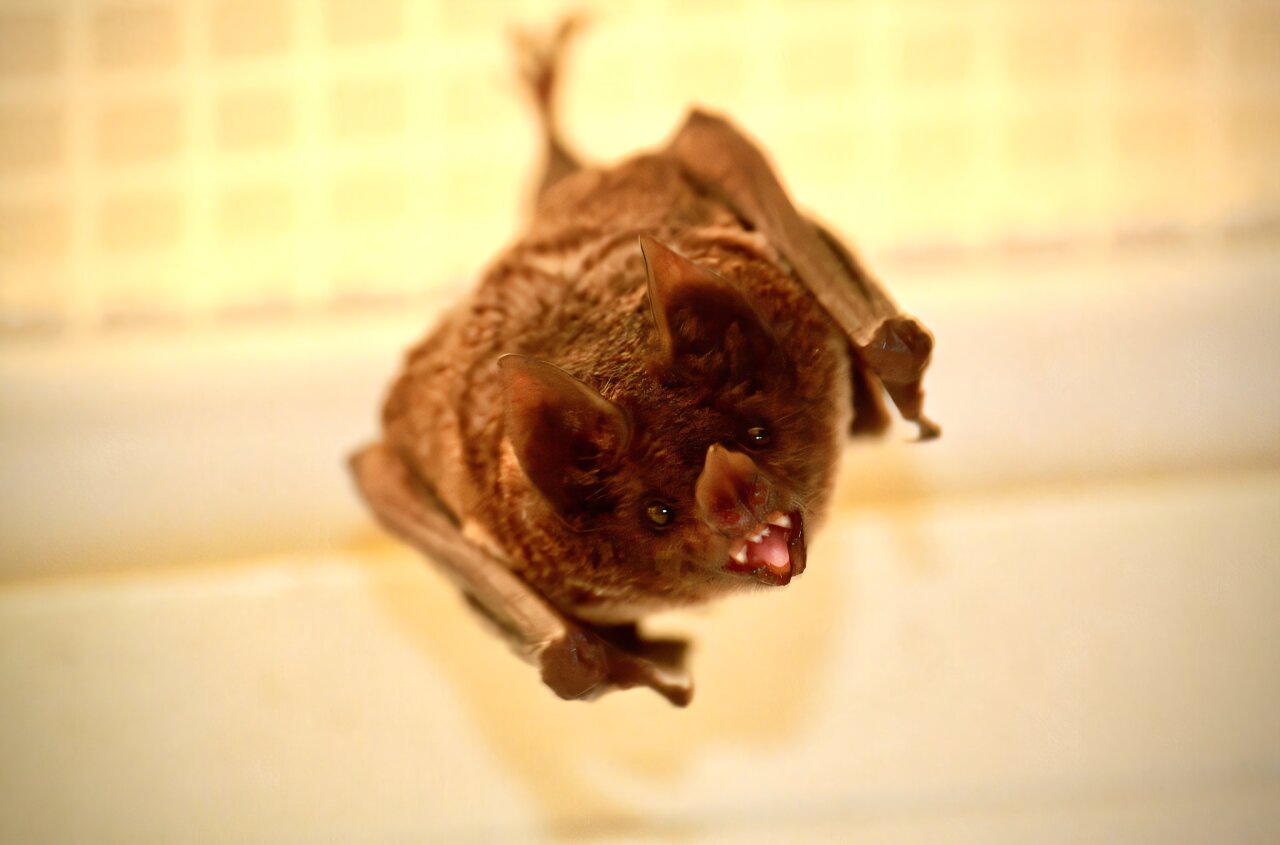 Bat cells may combat deadliest human diseases