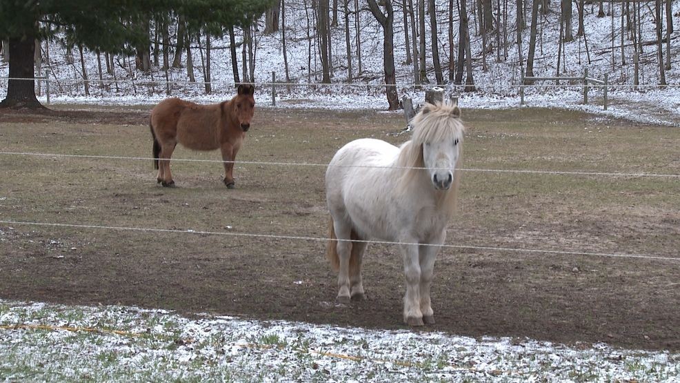 Join Peace Ranch's herd: volunteer opportunities open with no prior ...