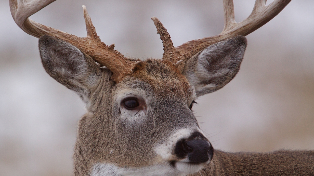 Rifles that changed the way hunters chase deer