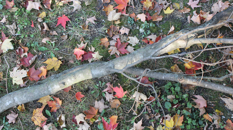 Transform An Old Tree Limb Into A Whimsical Way To Store Coffee Mugs