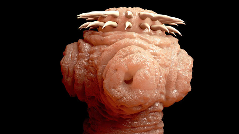 What Tapeworms Look Like Under A Microscope Puts Horror Movie Monsters ...