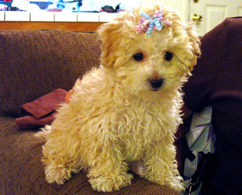 12 Hypoallergenic Hybrid Dogs You Didn’t Know Existed – From Shorkies ...