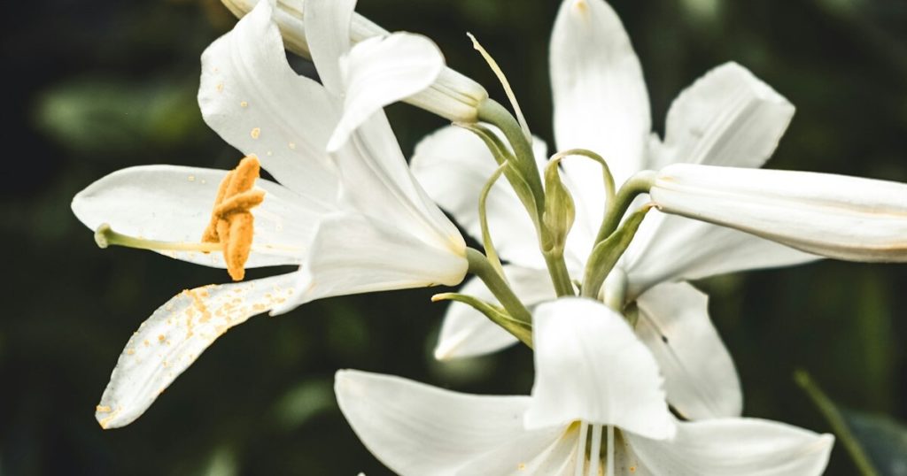 12 Flowers That Are Perfect For An Easter Floral Arrangement