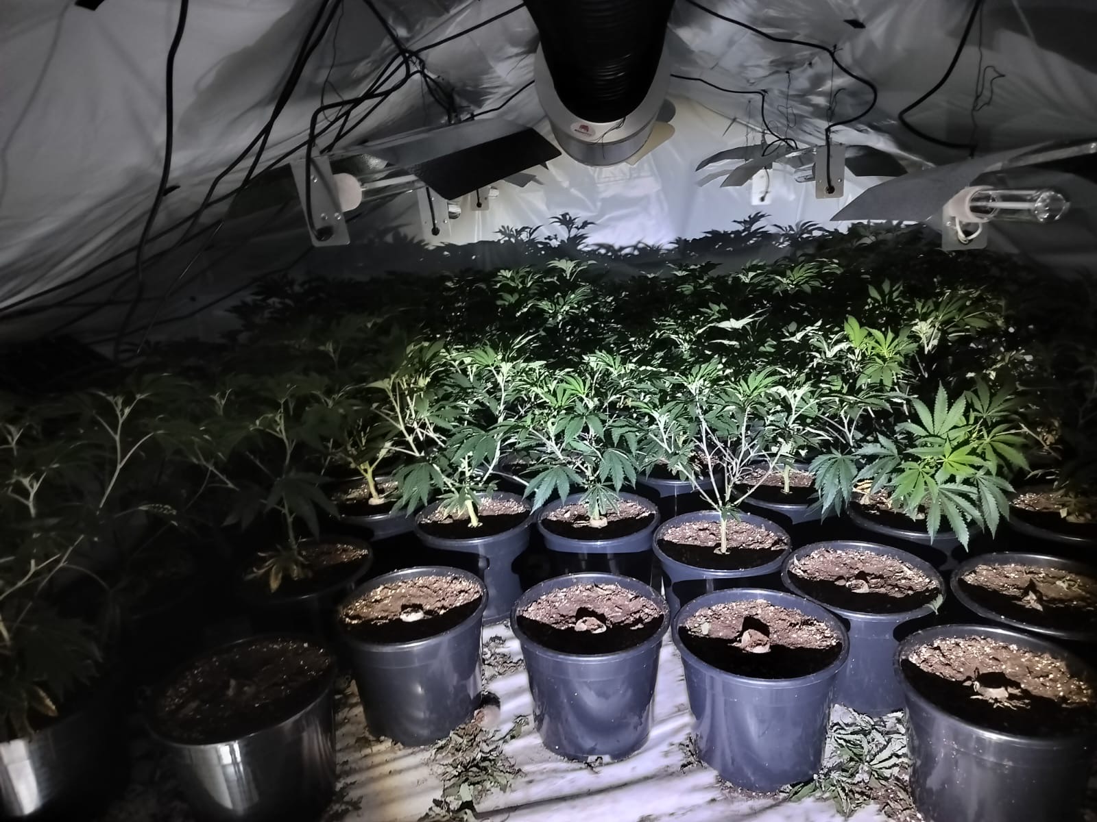 Sheffield cannabis: Pictures of undercover drug farm discovered in ...