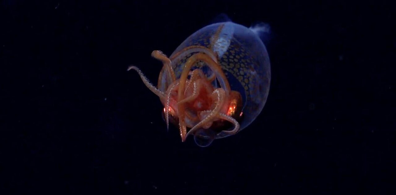 A century after its discovery, scientists capture first confirmed ...