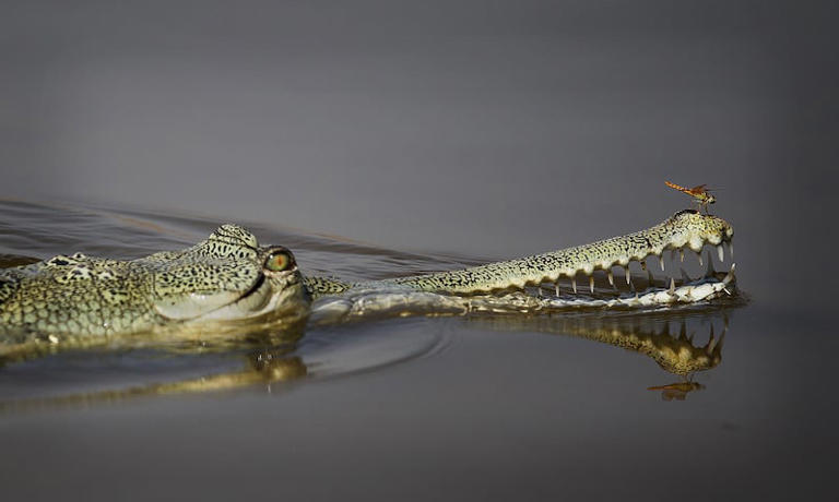 They’re not the prettiest, but they survived 2 extinction events