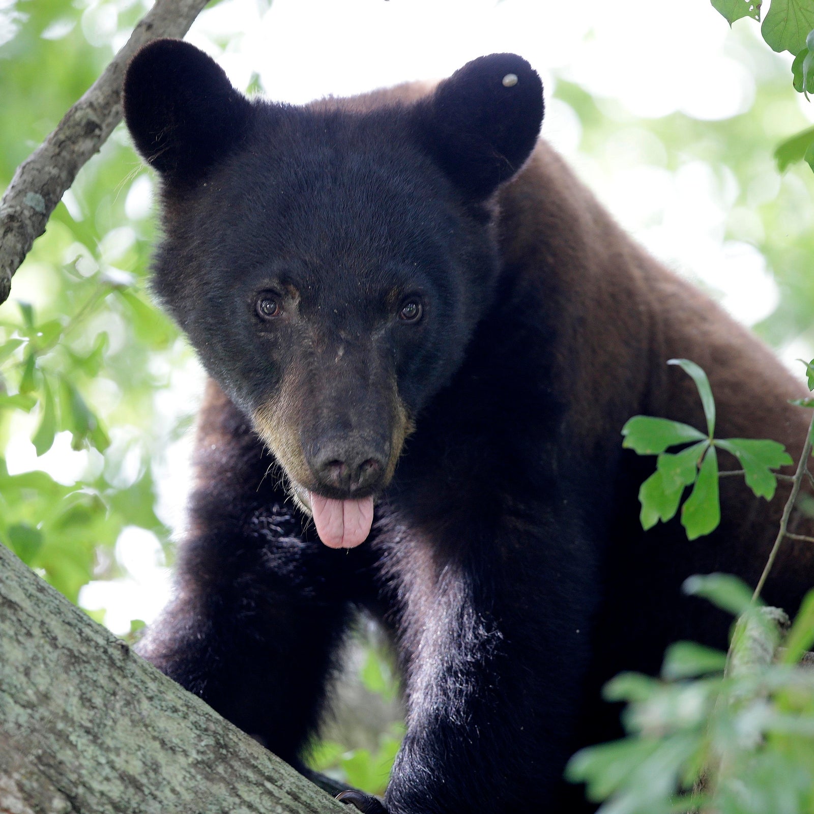 Trump Plans To Lessen Endangered Species Act Protections