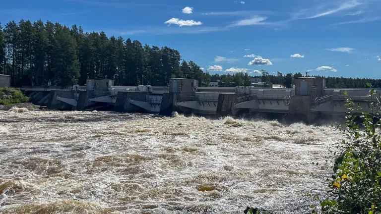 Salmon Are Being Exposed to Our Anti-Anxiety Medication, and It's ...