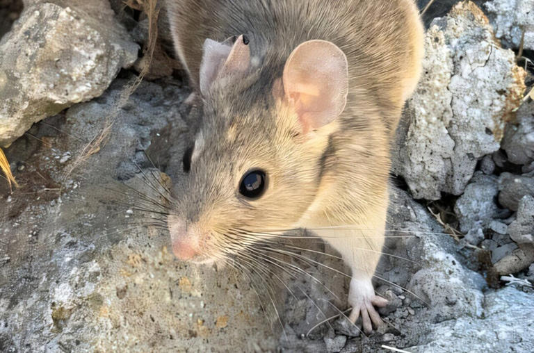 Woodrats' immunity to snake venom changes with the weather, researchers ...