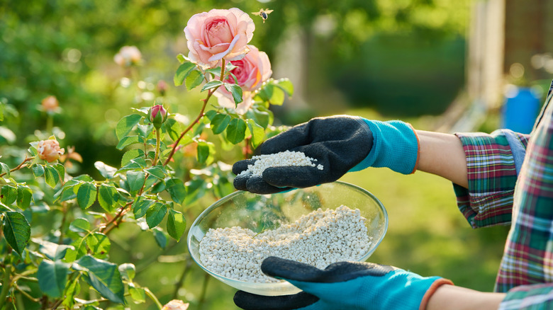 Fertilizing Roses: The Disadvantages Of Skipping This Step & When To Do It