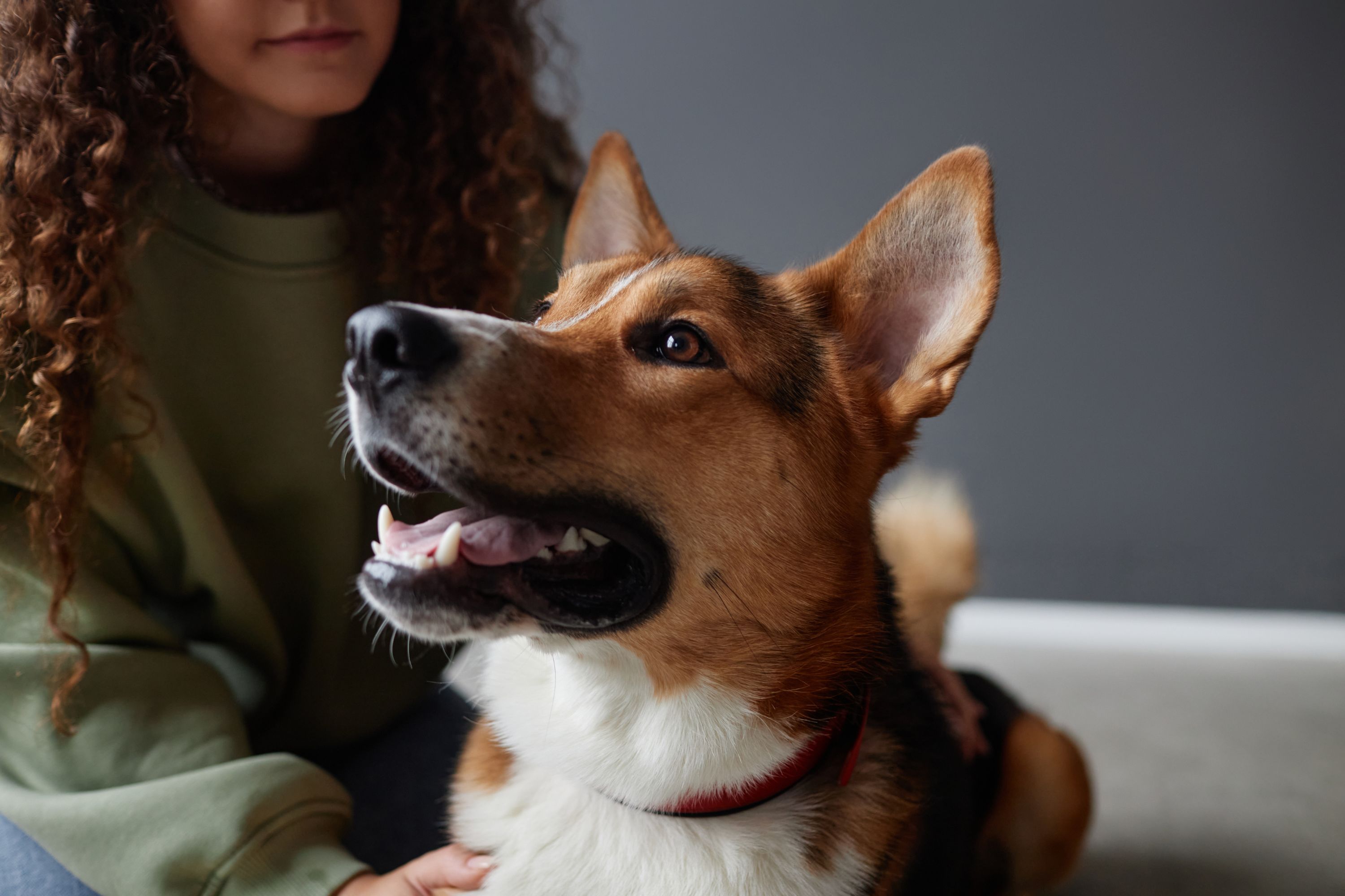 Clever Boy! Dogs Understand Us More Than We Realized