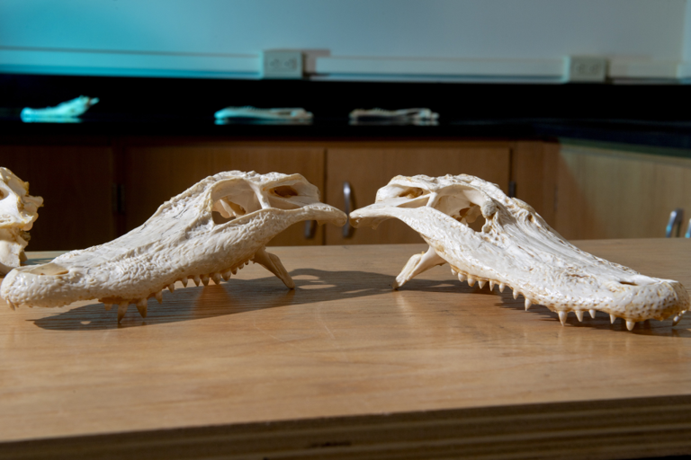 Crocs’ ability to eat anything helped ancestors survive mass extinction