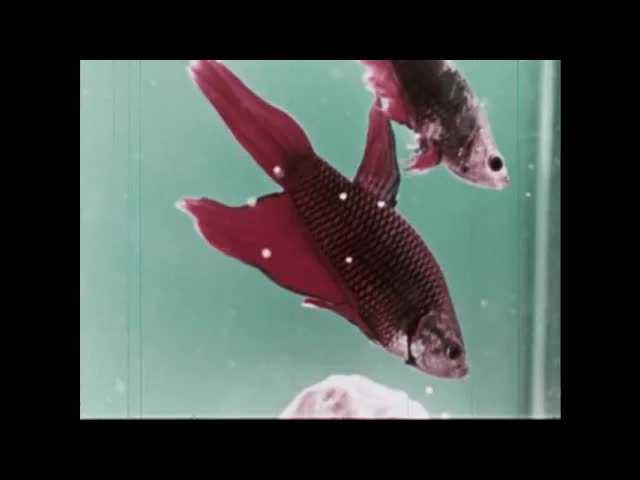 Aquarium Fish: Drowning in South America - Educational Documentary