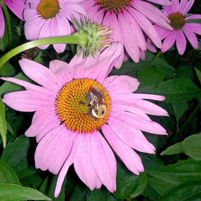 Where Do Sleeping Bees Spend the Night?