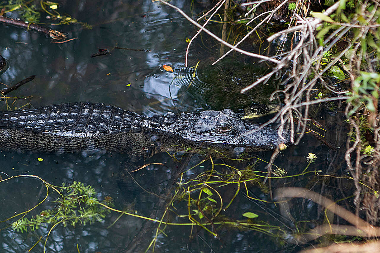 People, not gators, are at fault in most alligator bite cases