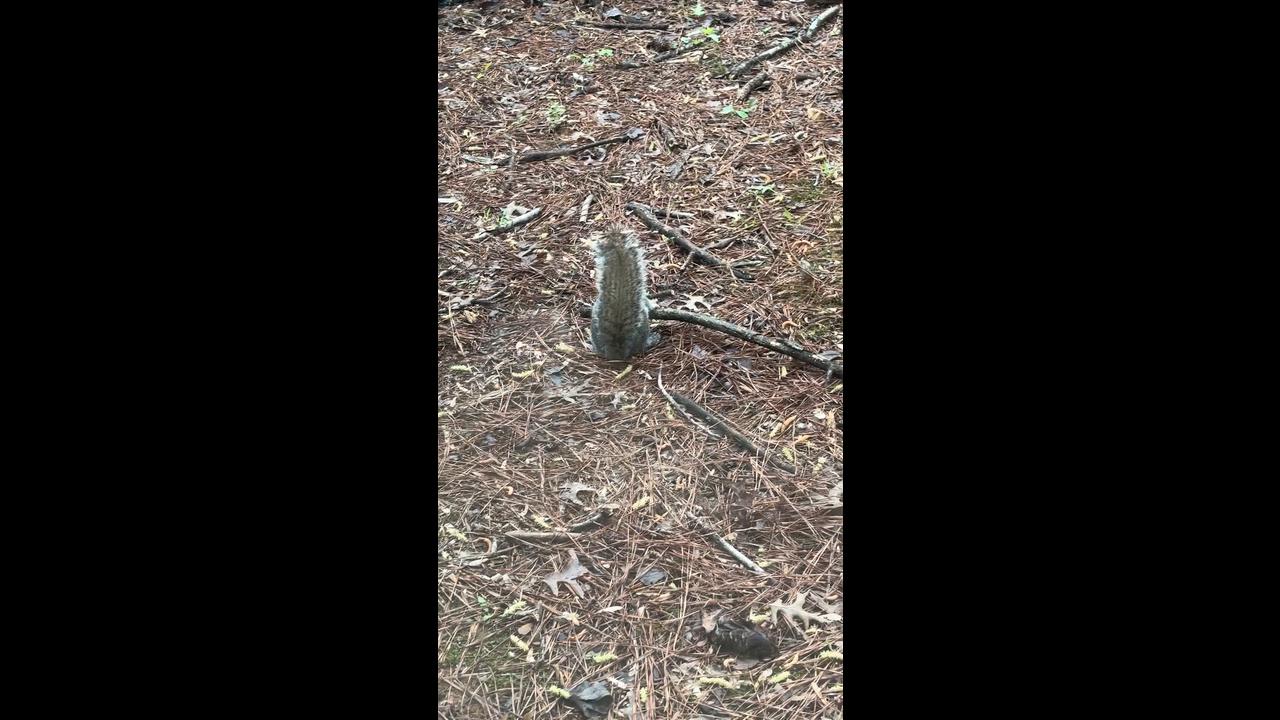 Playful Squirrel Entertains Itself With a Stick