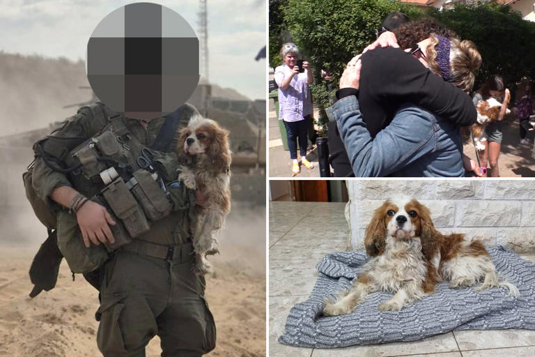 Pet dog snatched by Hamas in Oct. 7 attacks miraculously found by ...