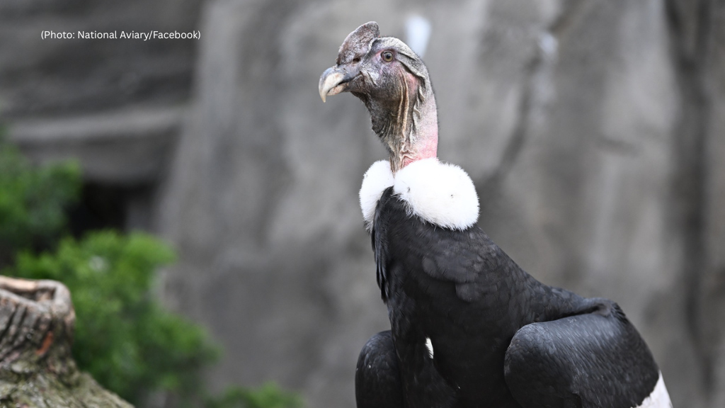 New Andean condor arrives at National Aviary