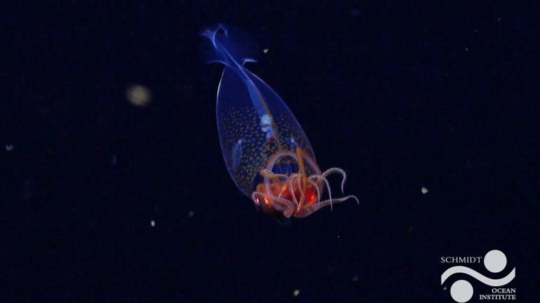 Footage of colossal squid captured on camera for the first time, scientists say