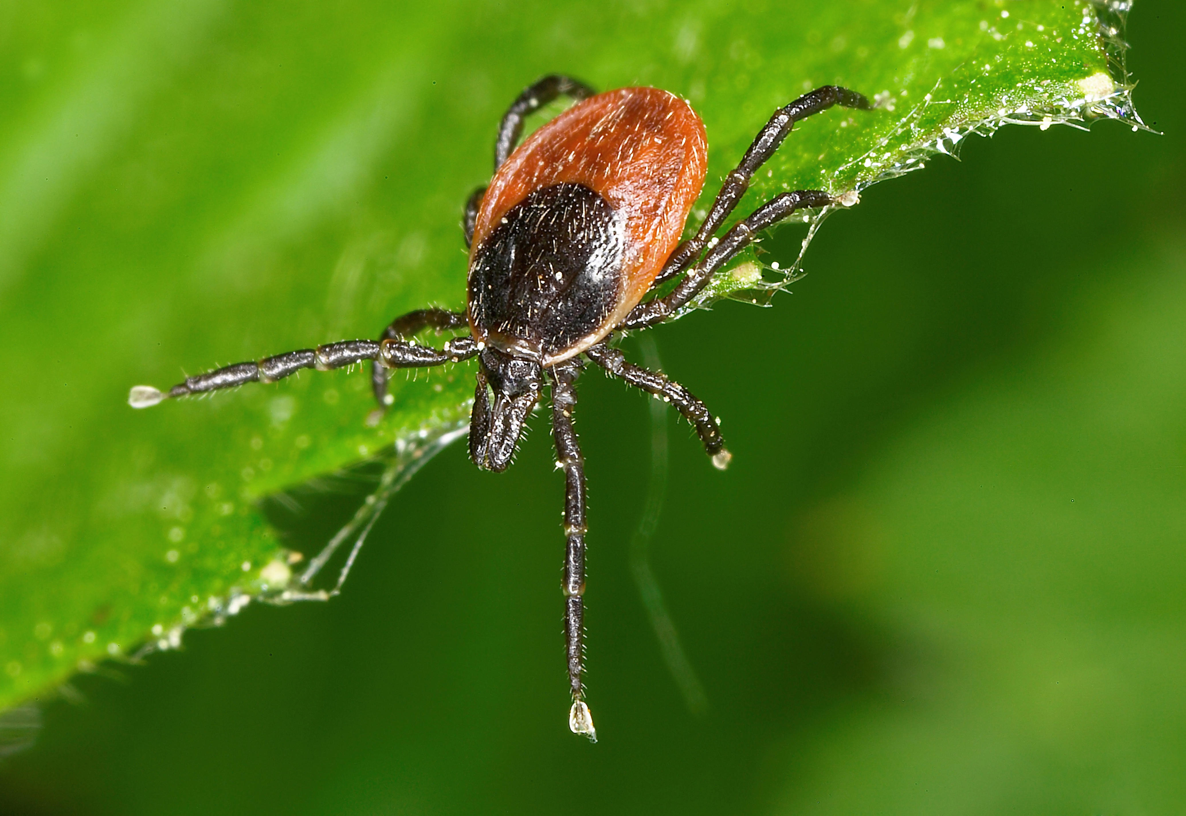 Tick Season Has Arrived. Try This Trick to Safely Remove a Tick Without ...