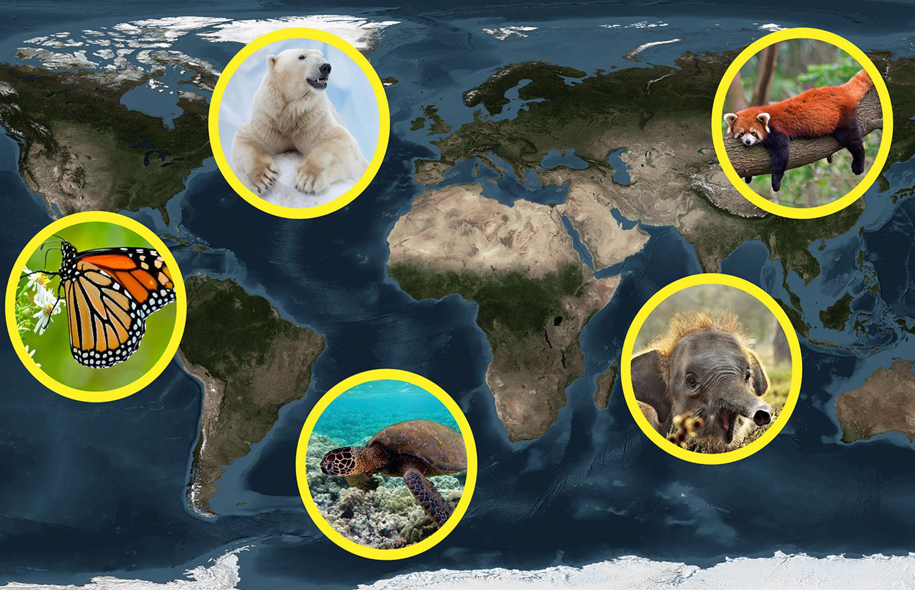 El fin de una era: 37 animales adorables del mundo que están siendo ...