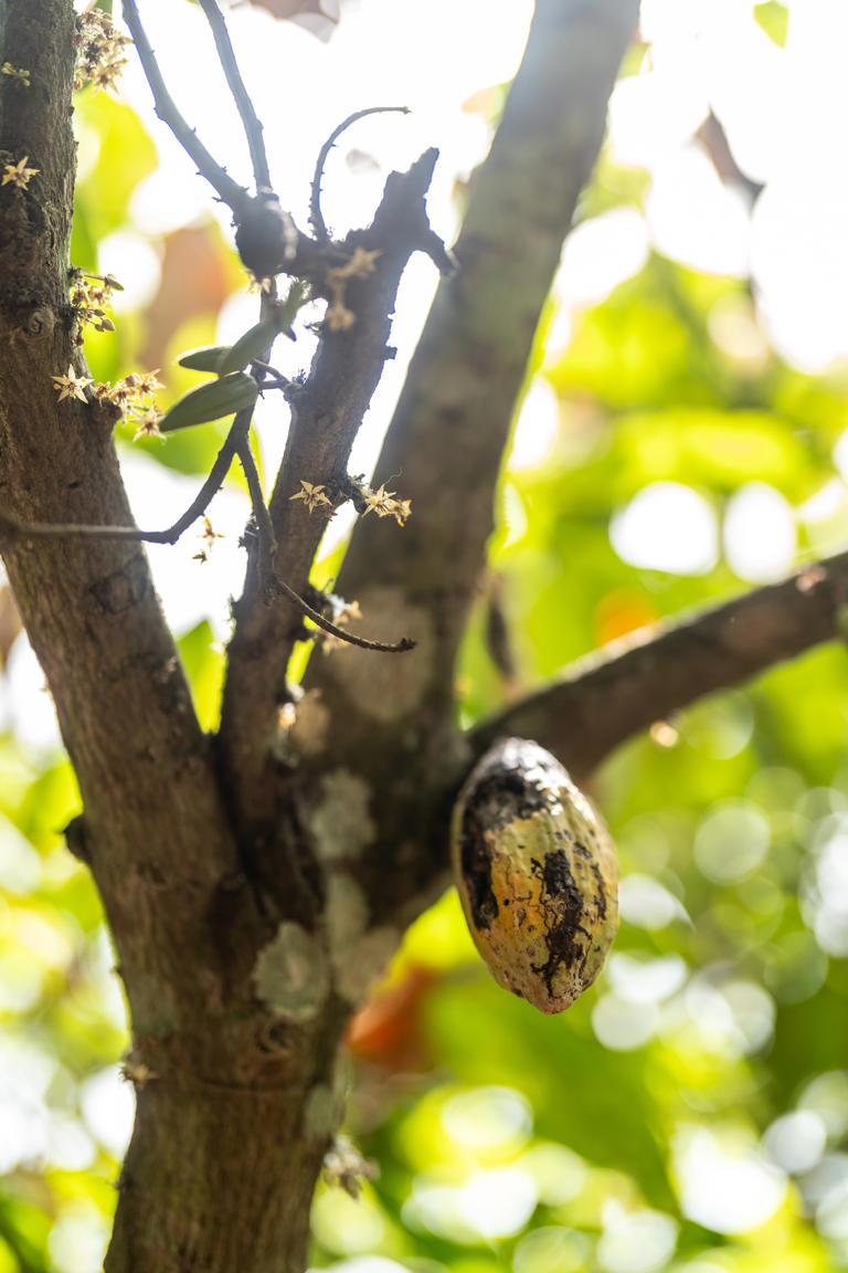Climate change will destroy cocoa yields by 2030 without support ...