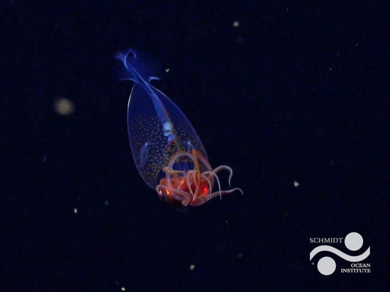 Footage of colossal squid captured on camera for the first time, scientists say