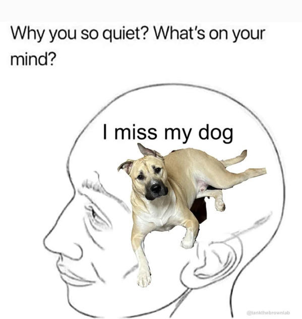 45 Funny Dog Memes That’ll Have You Howling With Laughter (April 16, 2025)