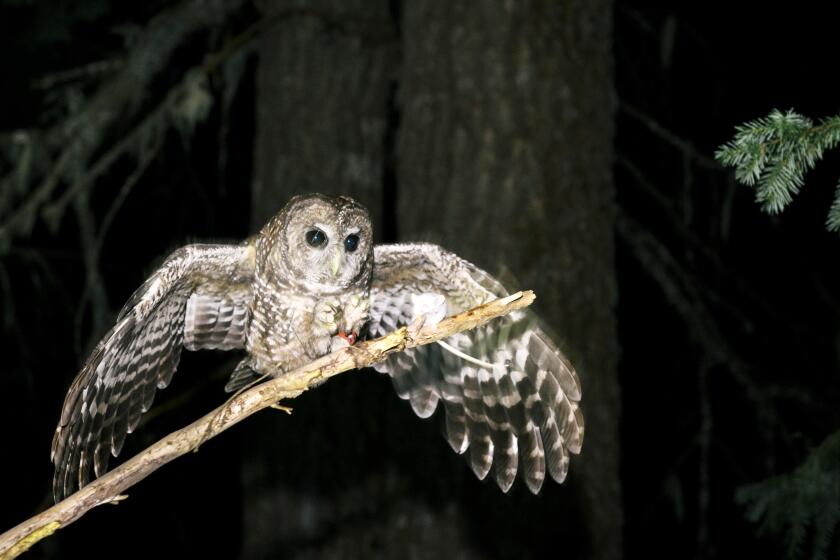 Trump administration seeks to narrow Endangered Species Act by ...