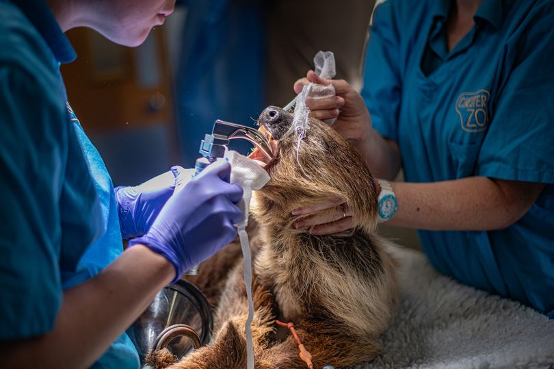 Newcastle University experts cure rare Chester Zoo sloth's toothache ...
