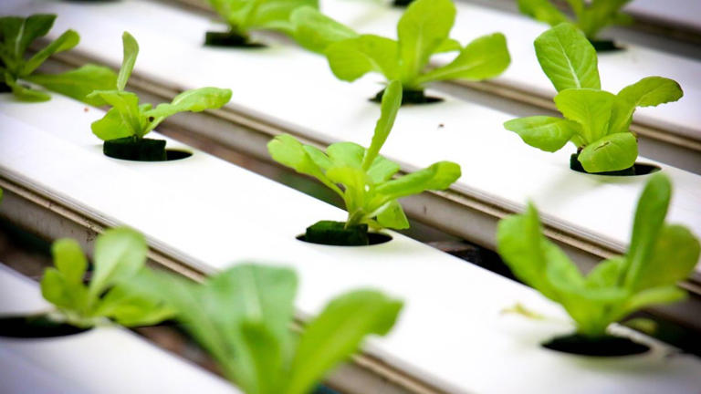 Go Green dengan Hidroponik: Manfaatnya Lebih dari Sekedar Bertani