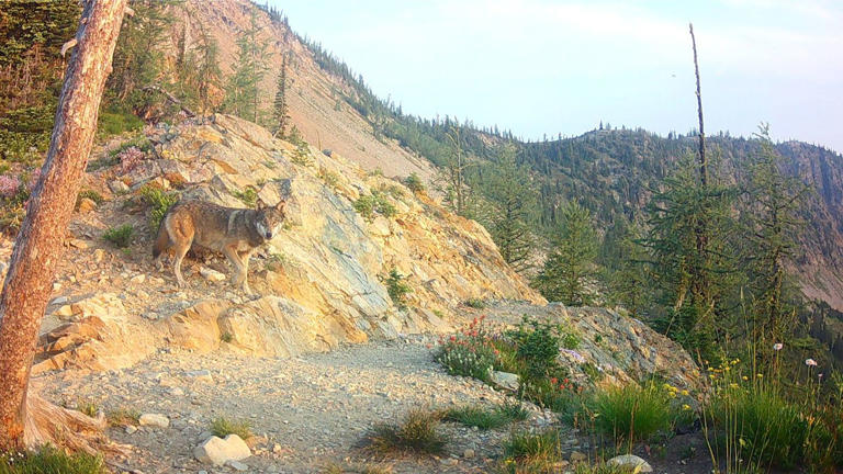 Are gray wolves losing ground in Washington?