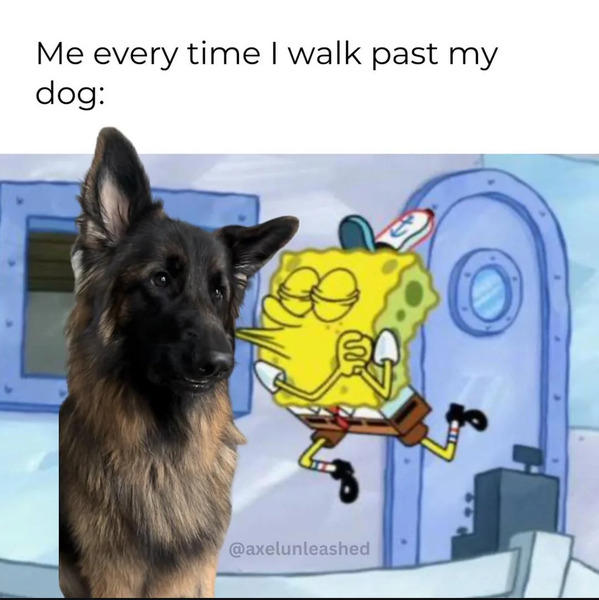 45 Funny Dog Memes That’ll Have You Howling With Laughter (April 16, 2025)