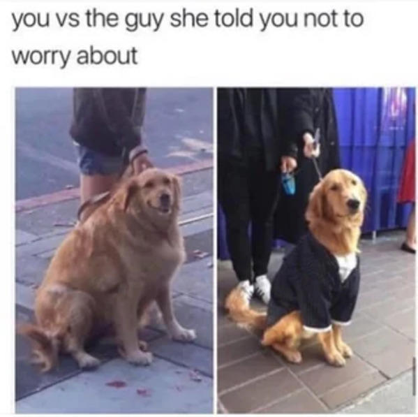 45 Funny Dog Memes That’ll Have You Howling With Laughter (April 16, 2025)