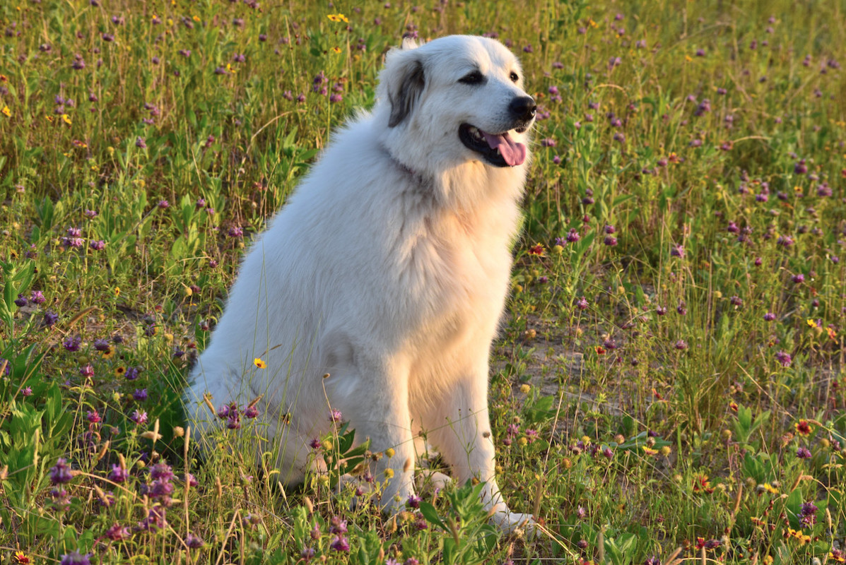 Heroic Dog Guides Missing 2-Year-Old 7 Miles to Safety After Boy Got ...