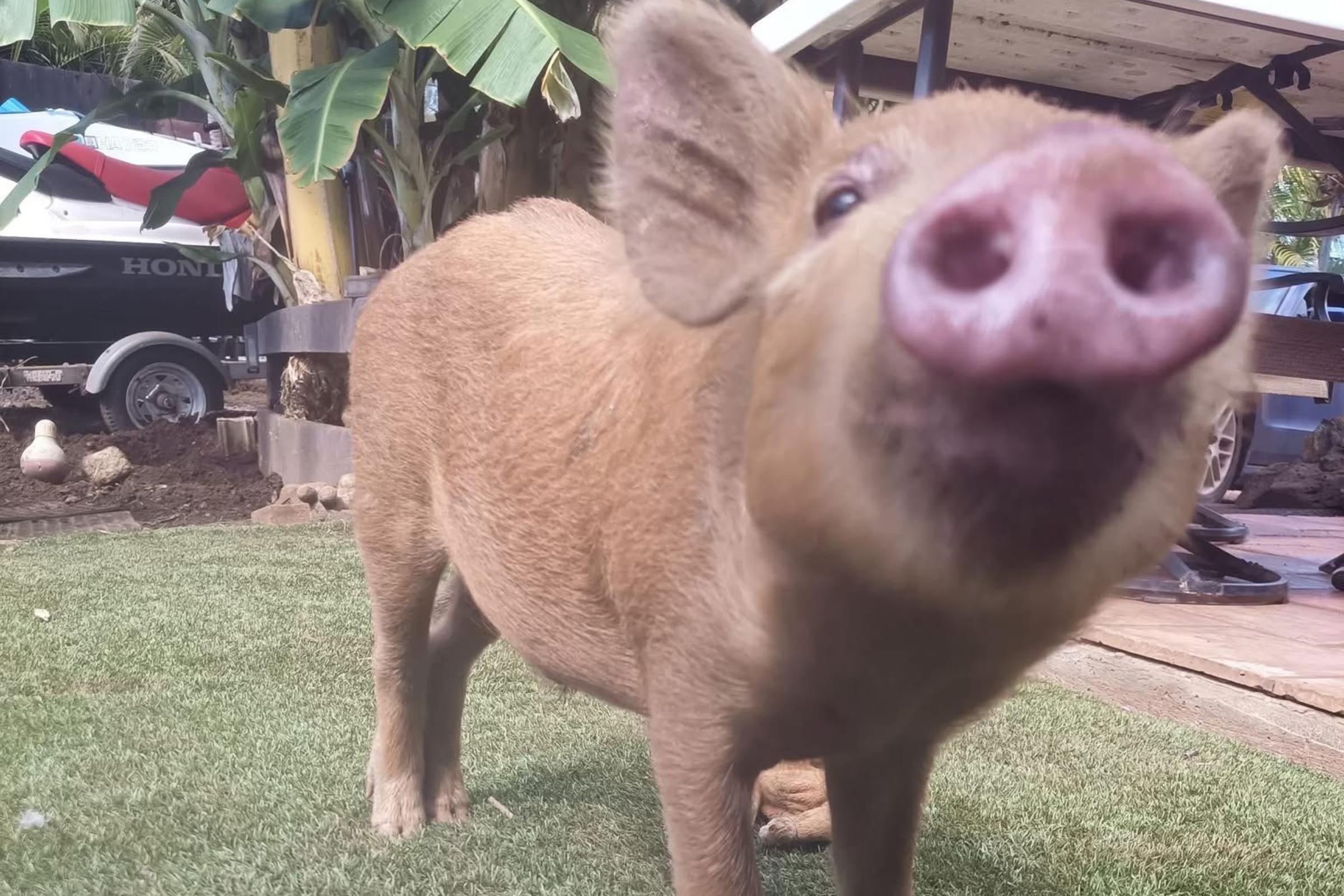 Teenager Kills Pet Pig, Faces Up to 10 Years in Prison