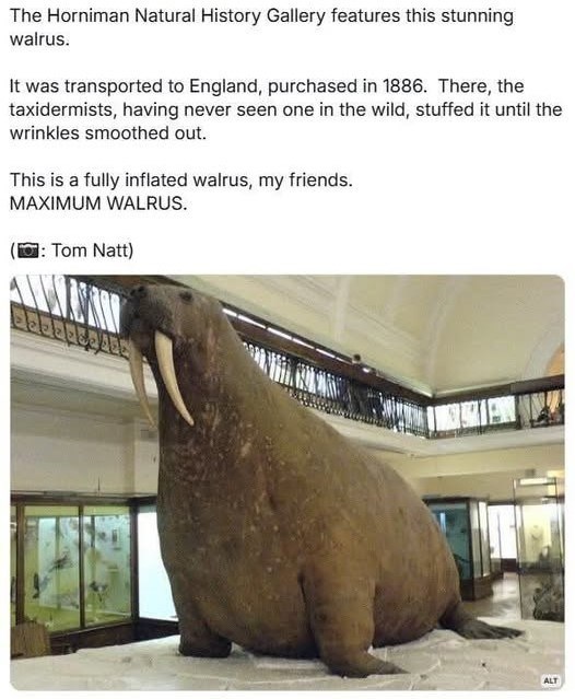 World Wild Web: 28 Wild Animal Memes Bringing You Boistreous Humor From ...