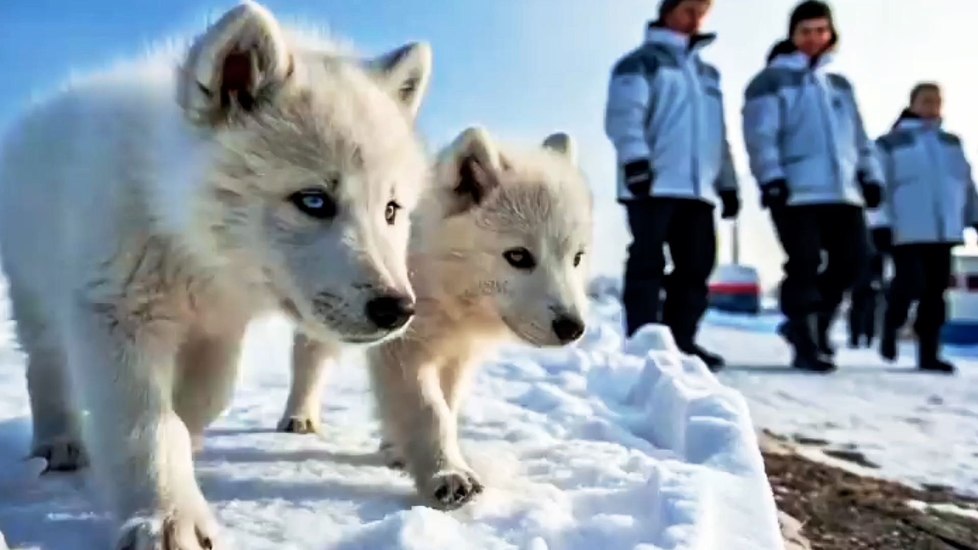 Dire Wolves Brought Back from 13,000-Year Extinction