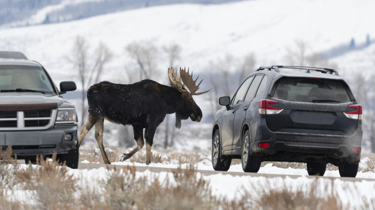 The Weird Reason Canadians Were Told To Avoid Letting Moose Lick Their Car