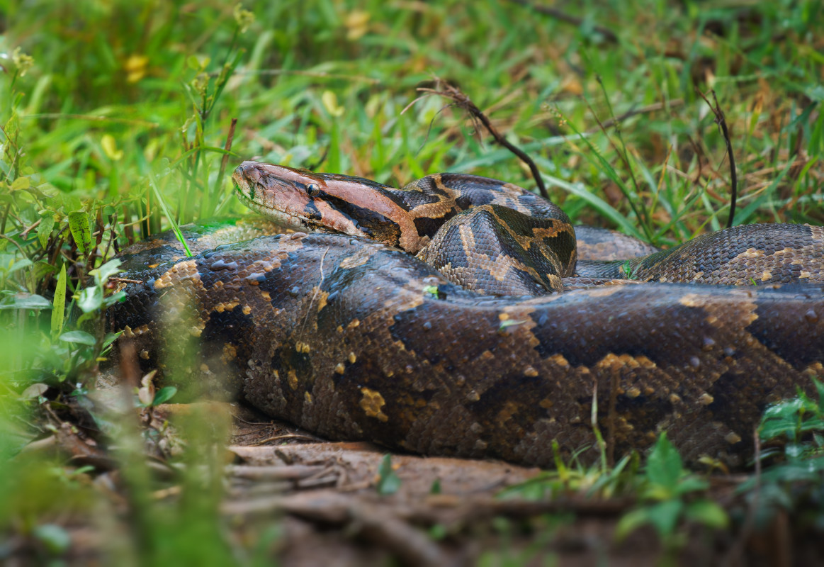 Authorities Make Gruesome Find in Mouth of 23-Foot Python
