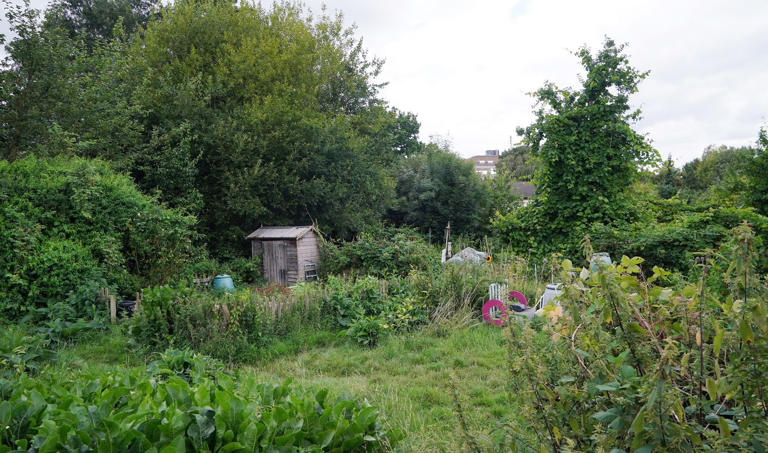 Sadiq Khan urged to identify new allotment sites in London to enable ...