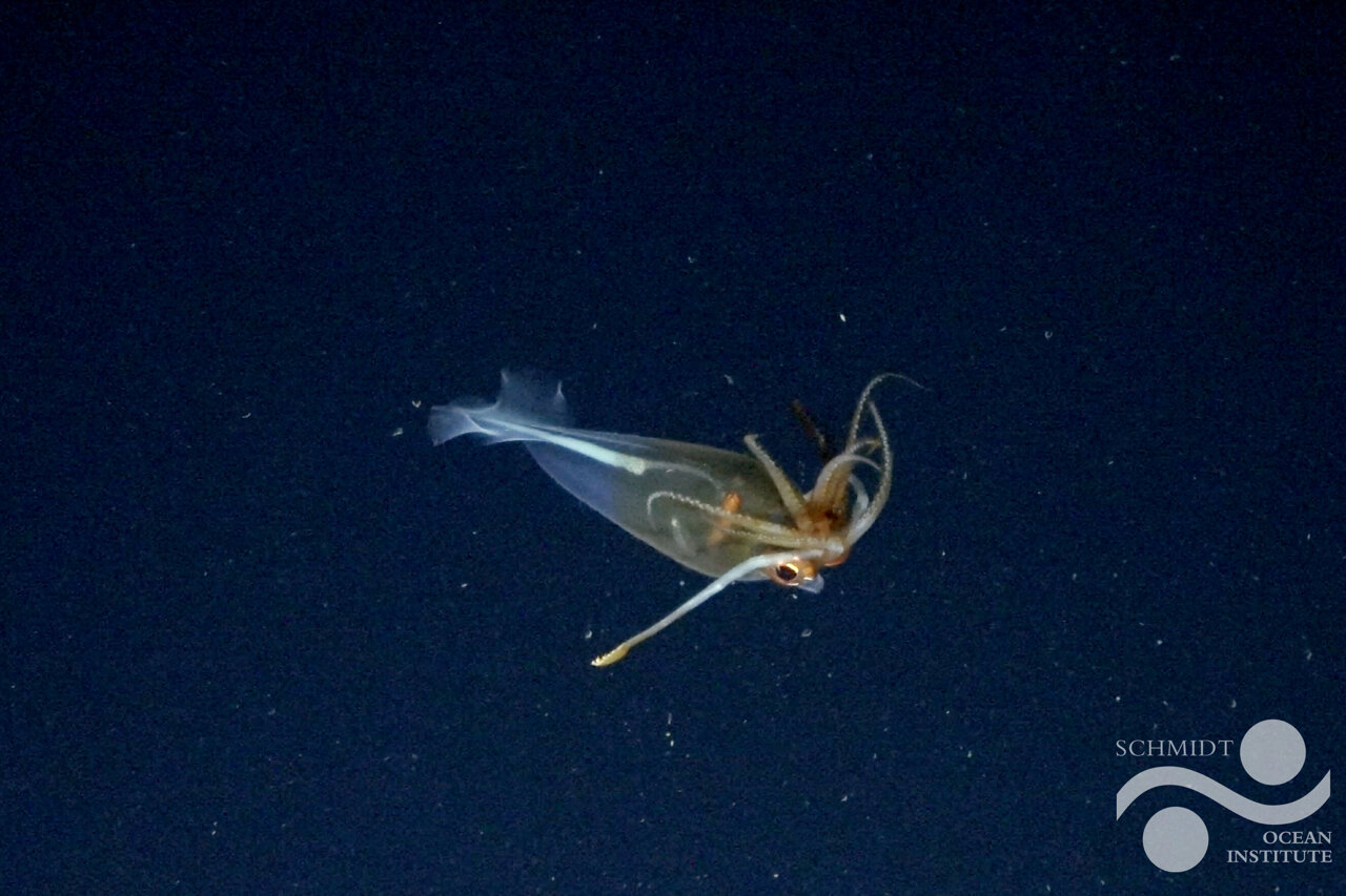 Team captures first confirmed footage of a baby colossal squid